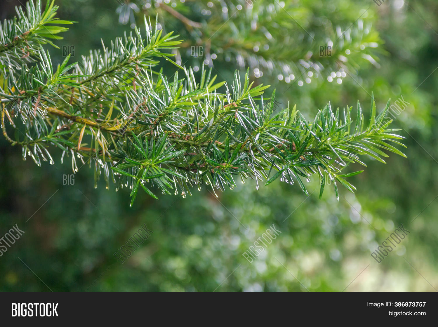 Close Taxus Baccata Image & Photo (Free Trial) | Bigstock