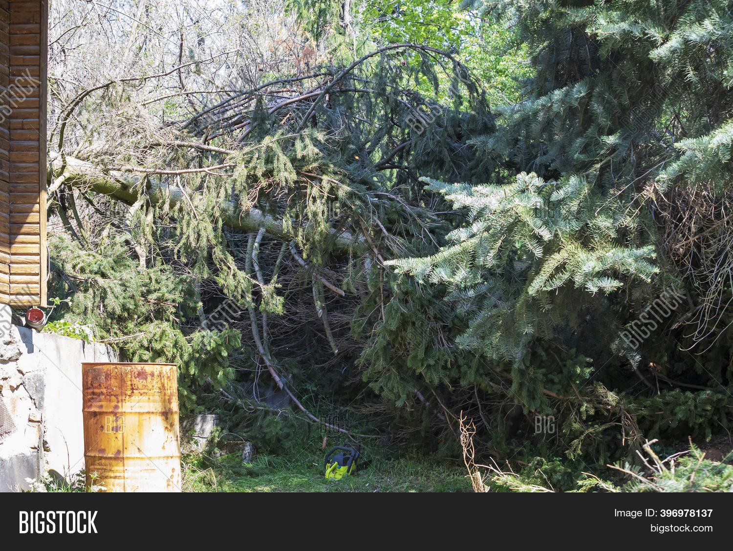 Fallen Conifer Tree Image & Photo (Free Trial) | Bigstock
