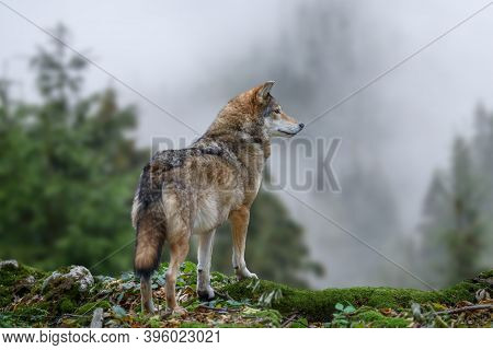 Timber Wolf Hunting Image & Photo (Free Trial) | Bigstock