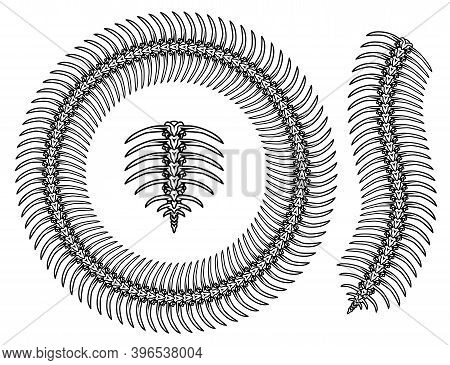 Centipede Skeleton Vector & Photo (Free Trial) | Bigstock