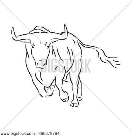 Sketch Bull. Vector Vector & Photo (Free Trial) | Bigstock