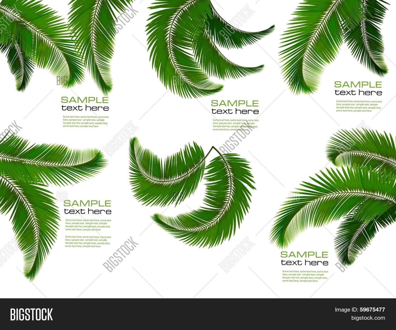 Set Palm Leaves On Vector & Photo (Free Trial) | Bigstock
