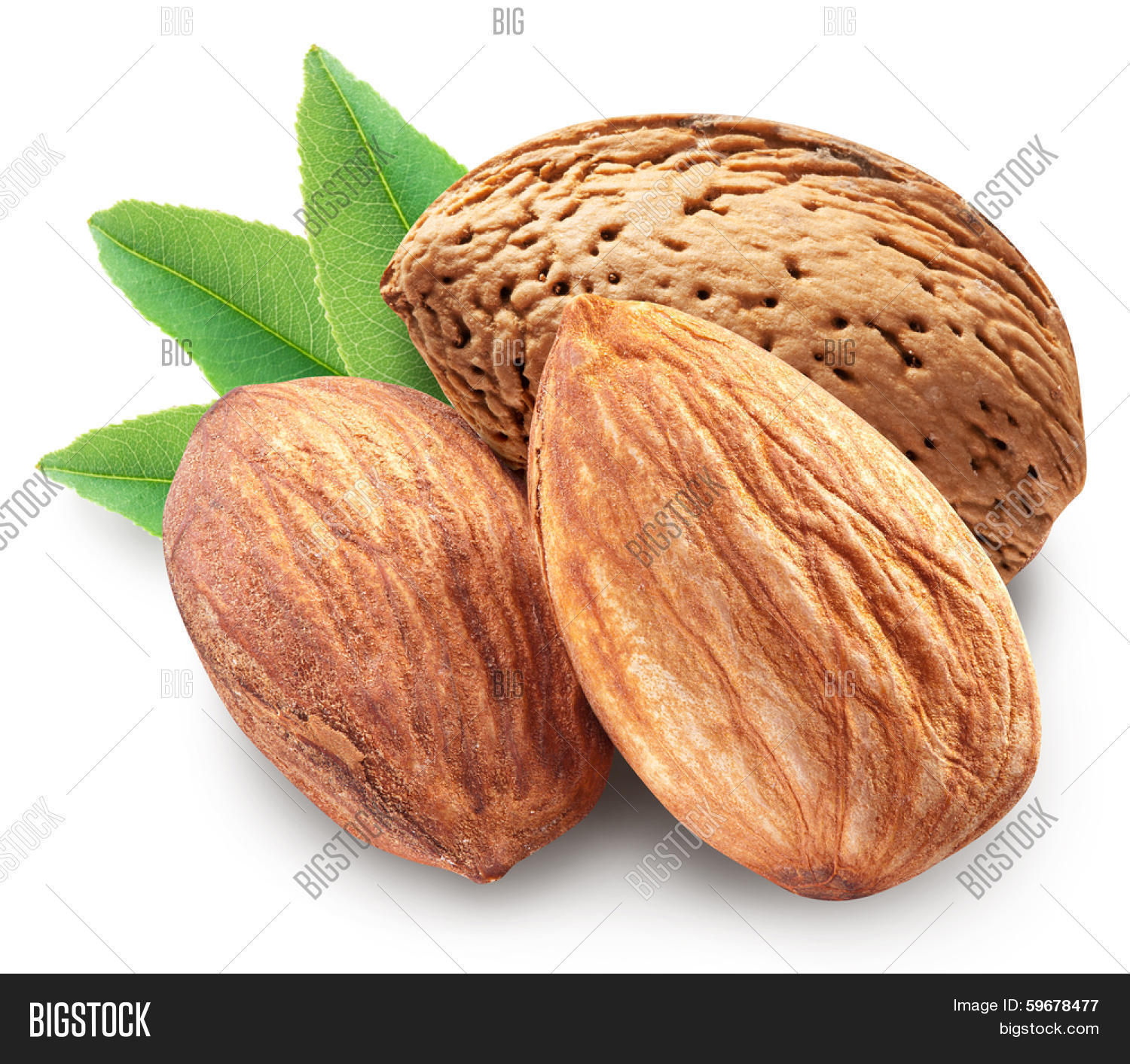 Almonds Leaves Image & Photo (Free Trial) | Bigstock