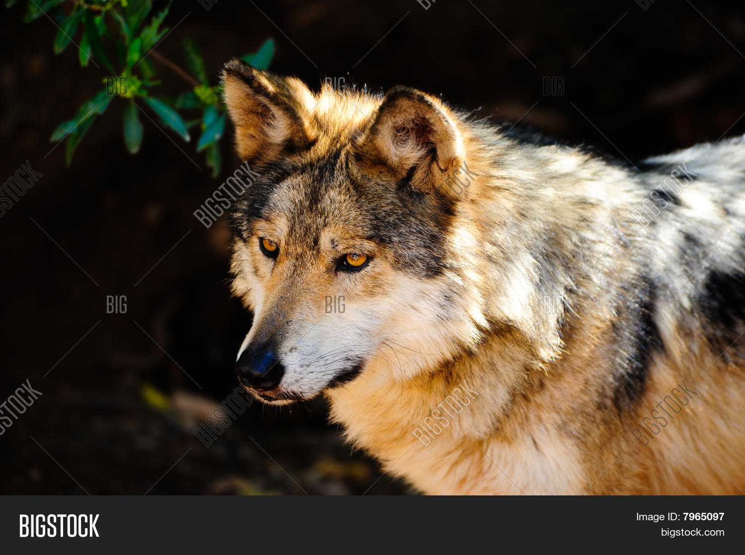 Mexican Gray Wolf Image & Photo (Free Trial) | Bigstock