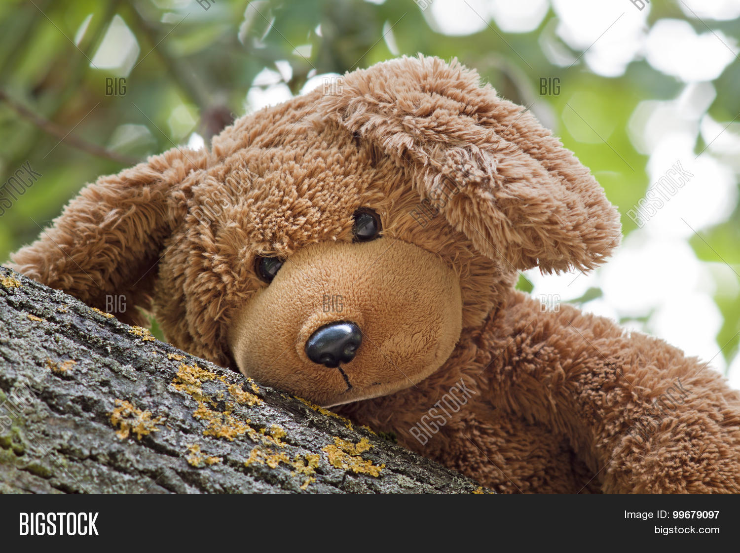 Cute Toy Bear Image & Photo (Free Trial) | Bigstock