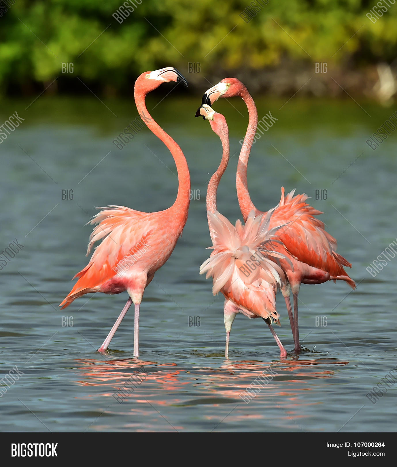 Mating Dance Flamingo Image & Photo (Free Trial) | Bigstock