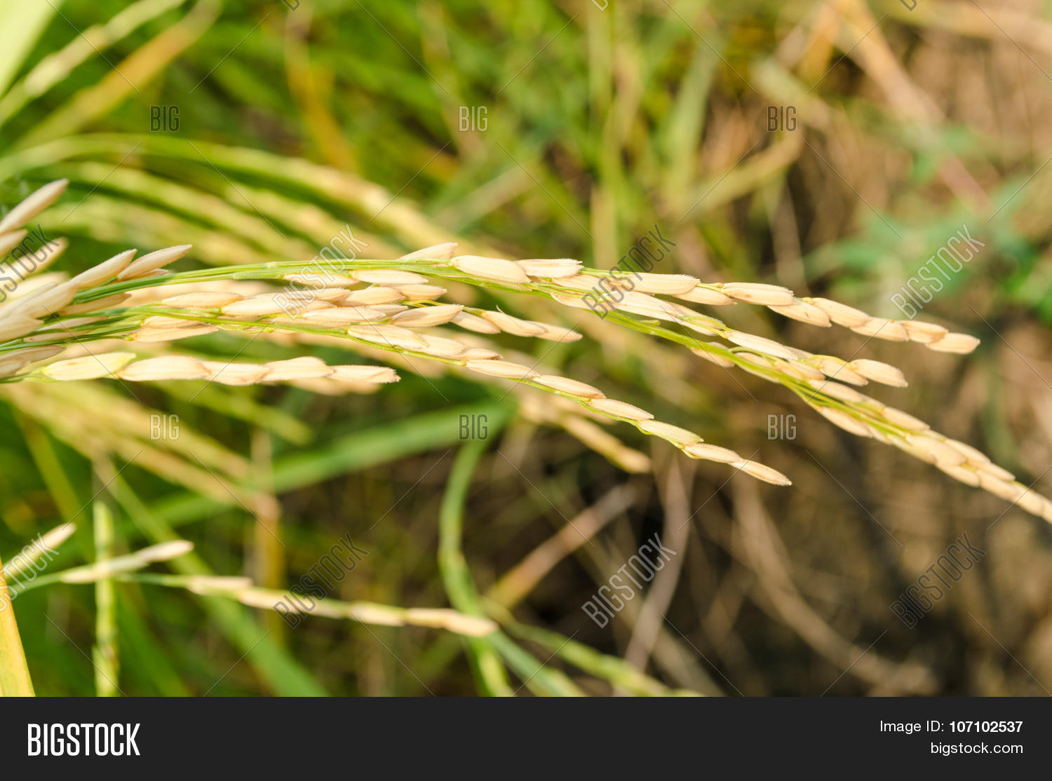 Asian Rice Grow Paddy Image & Photo (Free Trial) | Bigstock