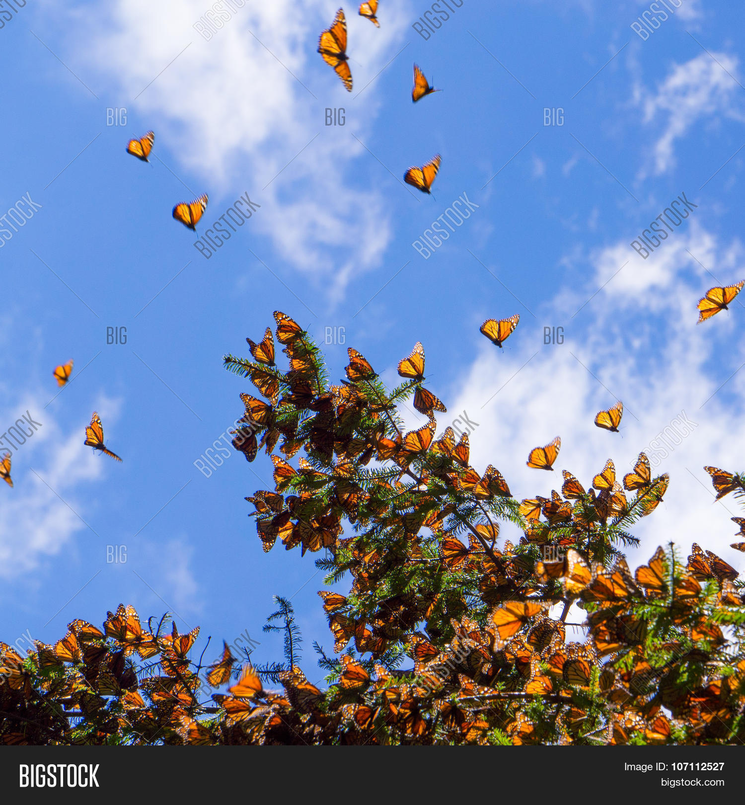 Monarch Butterflies On Image & Photo (Free Trial) | Bigstock