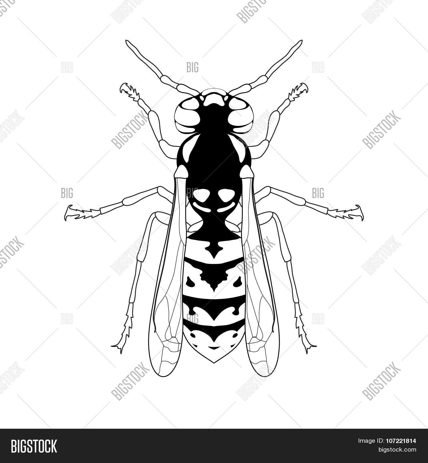 Wasp. Sketch Wasp. Vector & Photo (Free Trial) | Bigstock