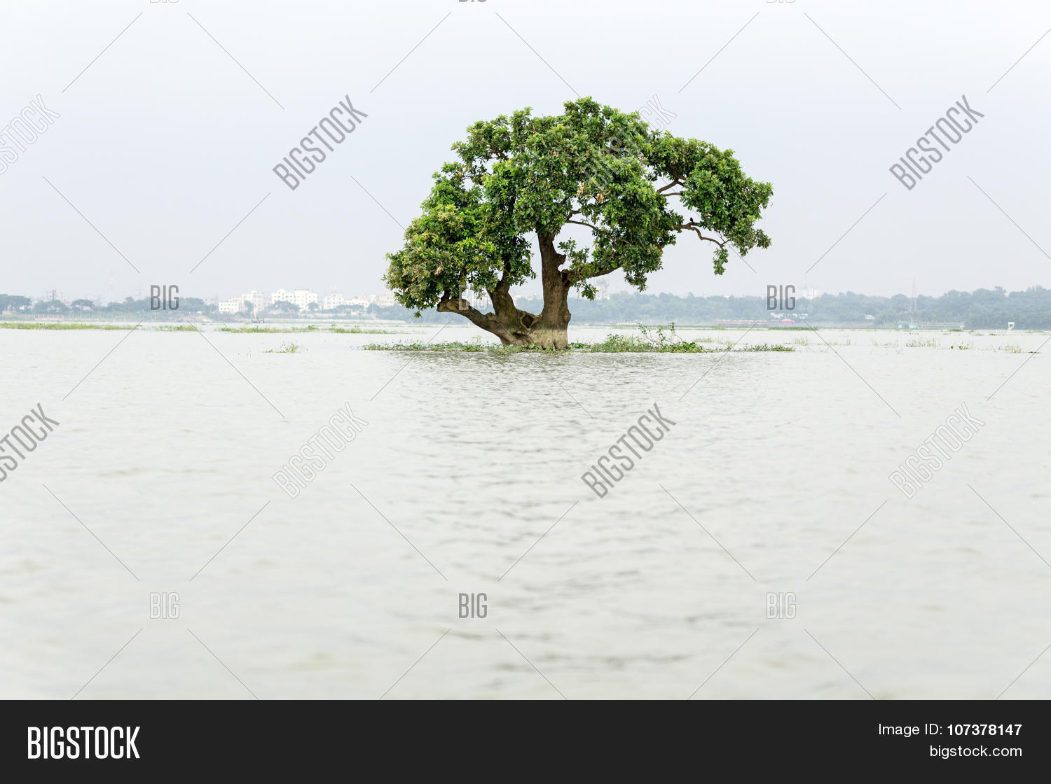 Drowned Tree Image & Photo (Free Trial) | Bigstock