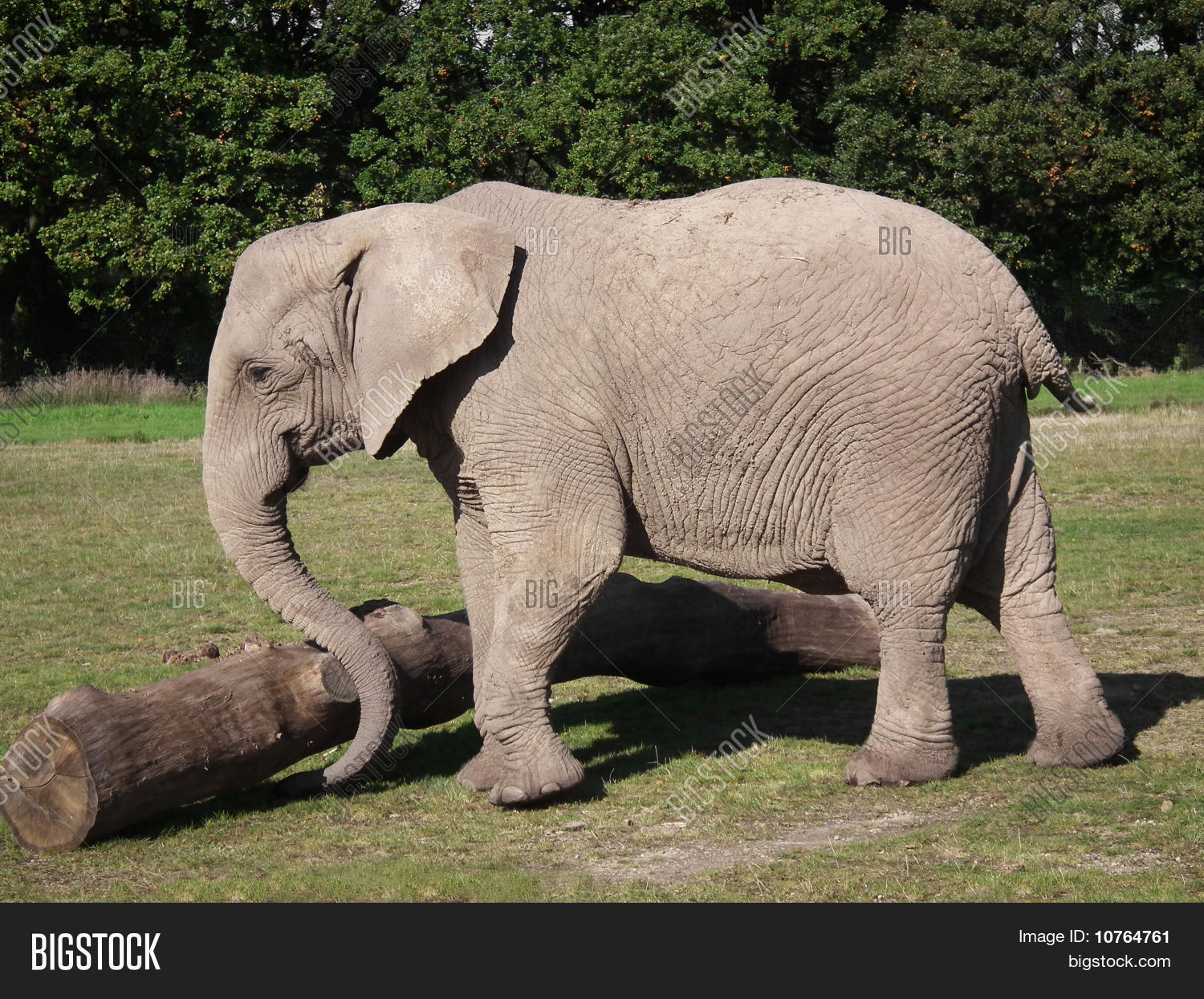 Elephant Pushing Log Image & Photo (Free Trial) | Bigstock