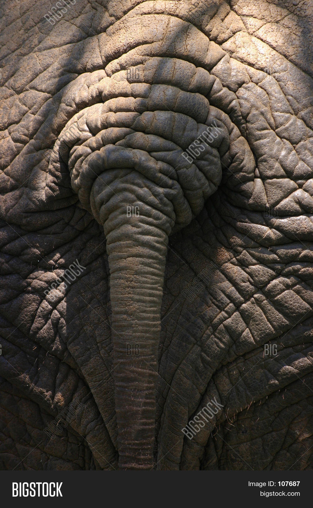 Elephant Rear Image & Photo (Free Trial) | Bigstock