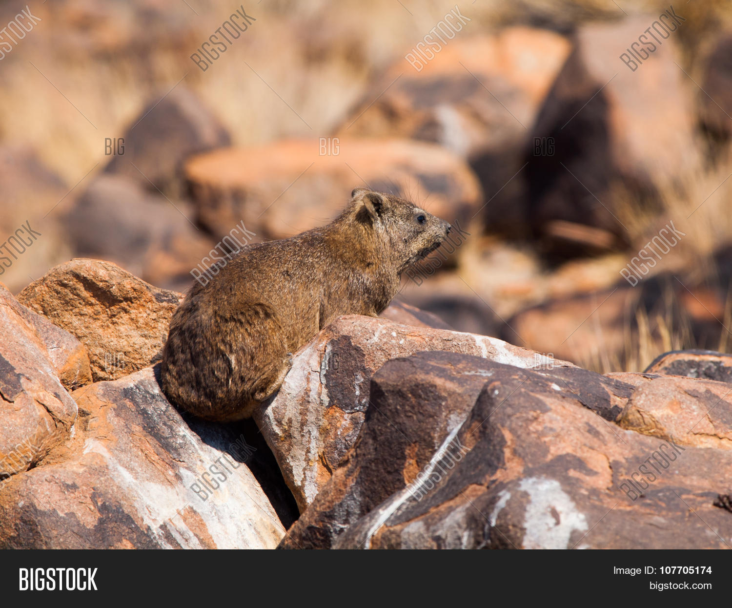 Rock Hyrax Sitting Image & Photo (Free Trial) | Bigstock