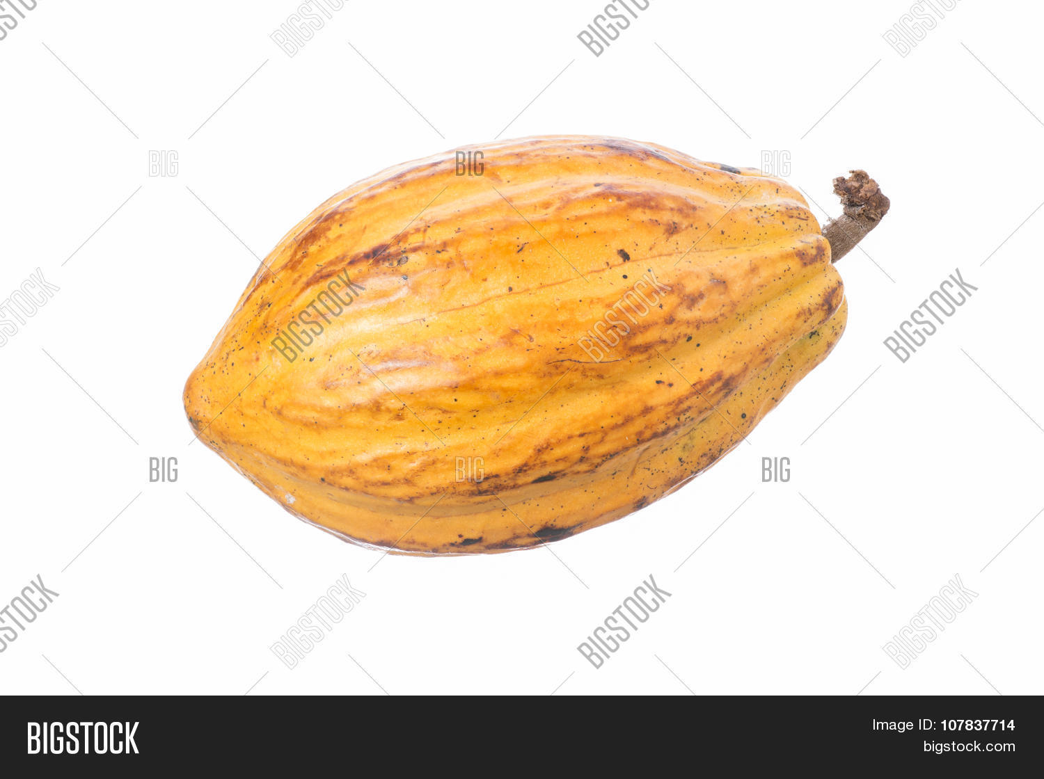 Cacao Pod Isolated On Image & Photo (Free Trial) | Bigstock