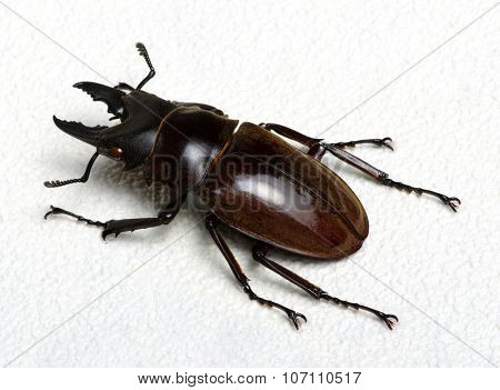 Stag Beetle Isolated Image & Photo (Free Trial) | Bigstock