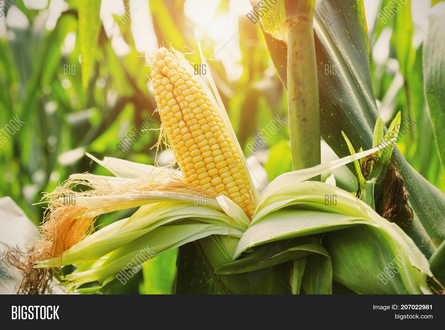 Closeup Corn On Stalk Image & Photo (Free Trial) | Bigstock
