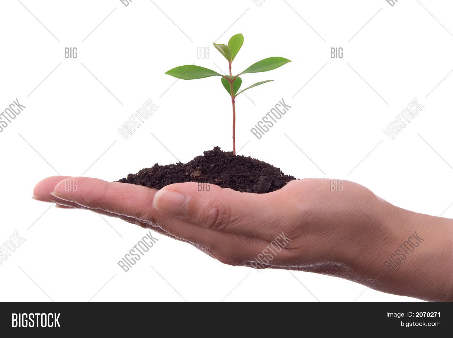 Human Hands Plant Image & Photo (Free Trial) | Bigstock