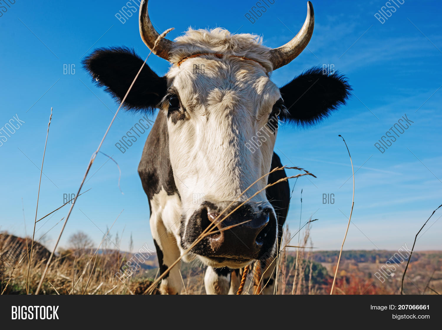 Close- Face Horned Image & Photo (Free Trial) | Bigstock