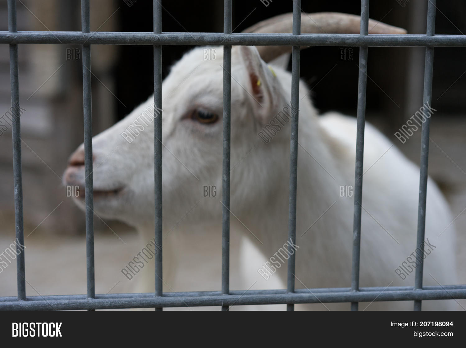 White Goat Behind Image & Photo (Free Trial) | Bigstock