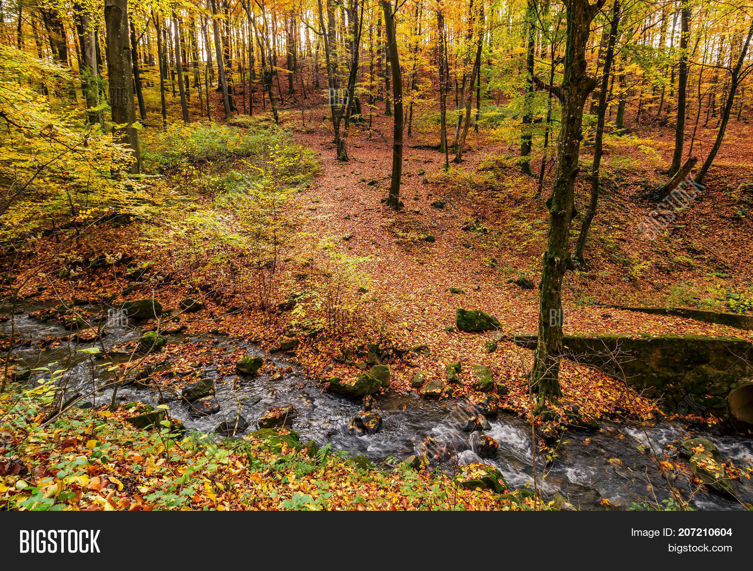 Brook Autumn Forest On Image & Photo (Free Trial) | Bigstock