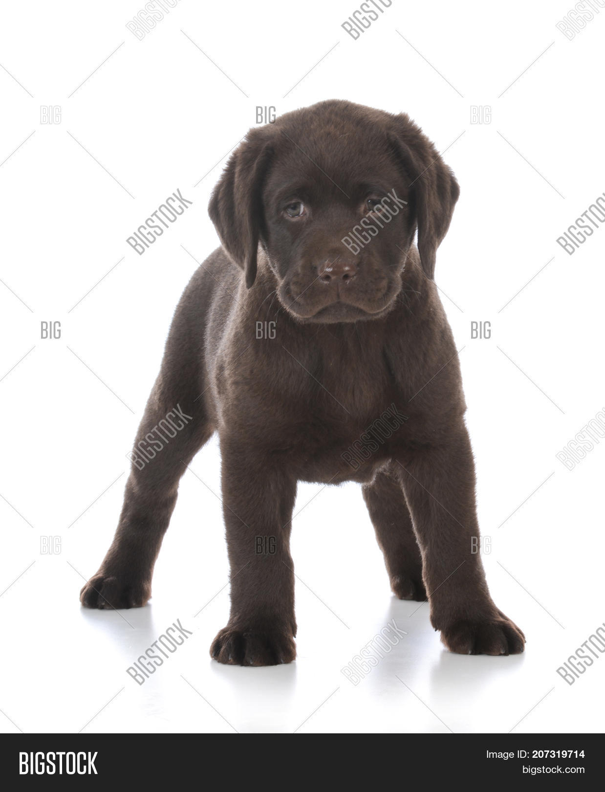 Female Chocolate Image & Photo (Free Trial) | Bigstock