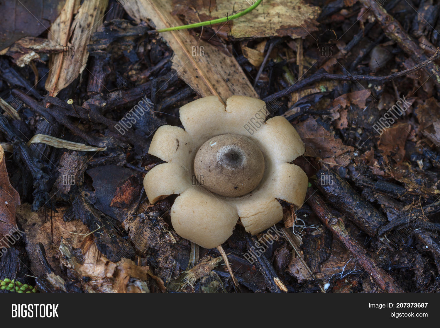 Geastrum Saccatum Image & Photo (Free Trial) | Bigstock