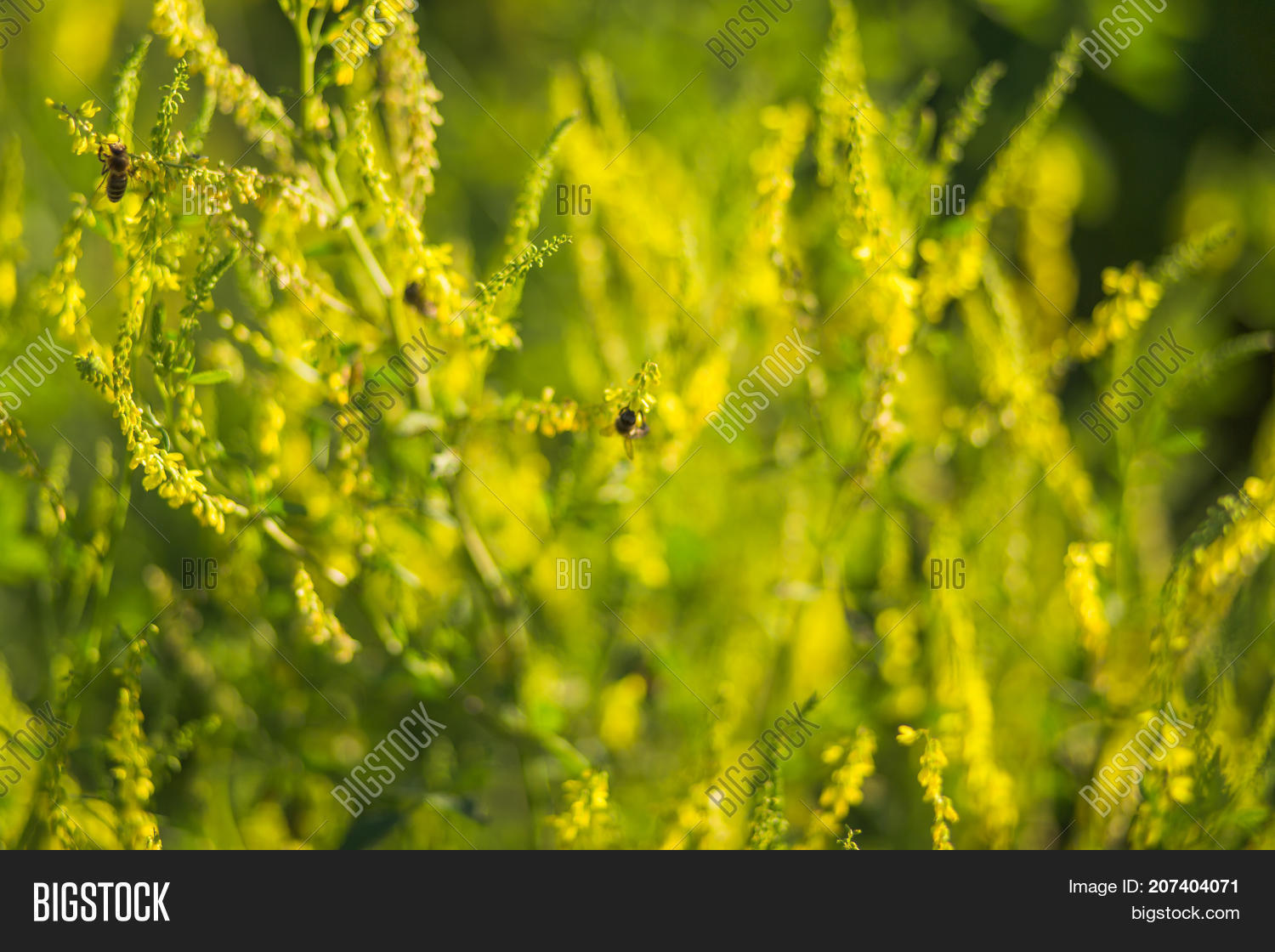 Bees Collect Pollen Image & Photo (Free Trial) | Bigstock