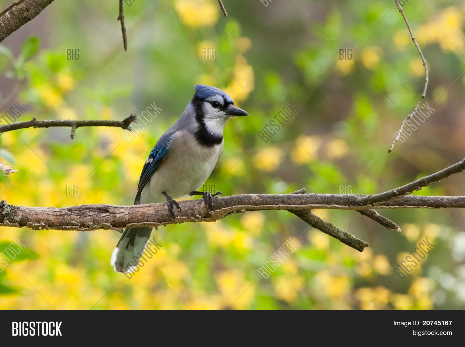 Blue Jay Spring Image & Photo (Free Trial) | Bigstock