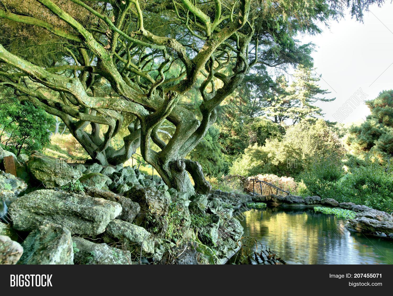 Large Tree Canopy, Image & Photo (Free Trial) | Bigstock
