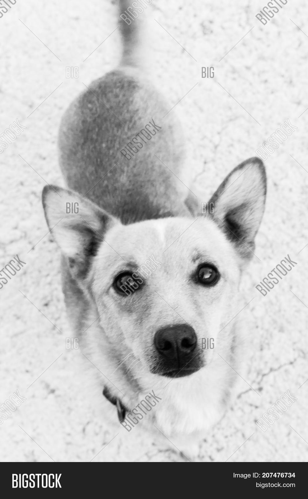 Little Dog Searching Image & Photo (Free Trial) | Bigstock