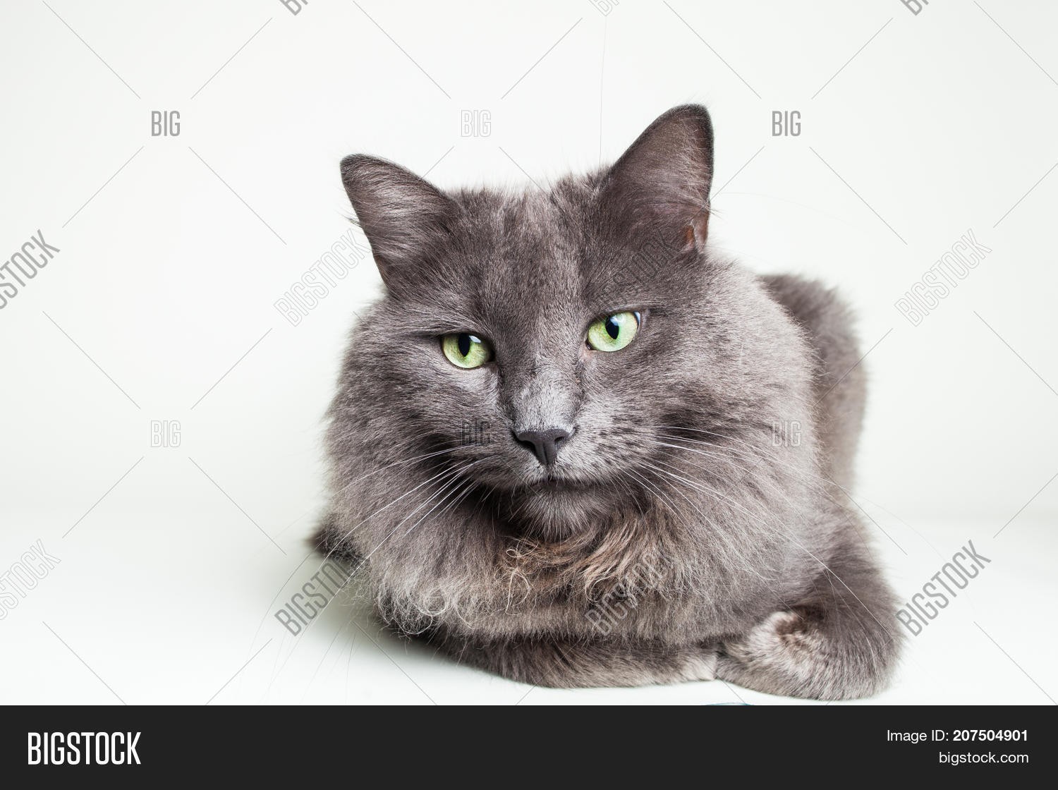 Gray Nebelung Cat Image & Photo (Free Trial) | Bigstock