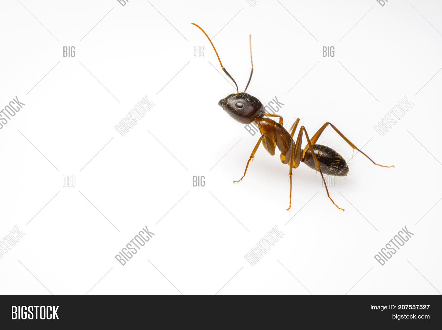 Close Ant Isolated On Image & Photo (Free Trial) | Bigstock