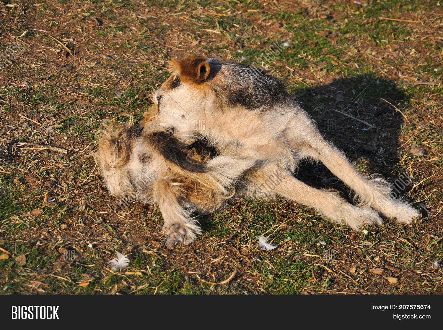 Dog Scratching Fleas. Image & Photo (Free Trial) | Bigstock