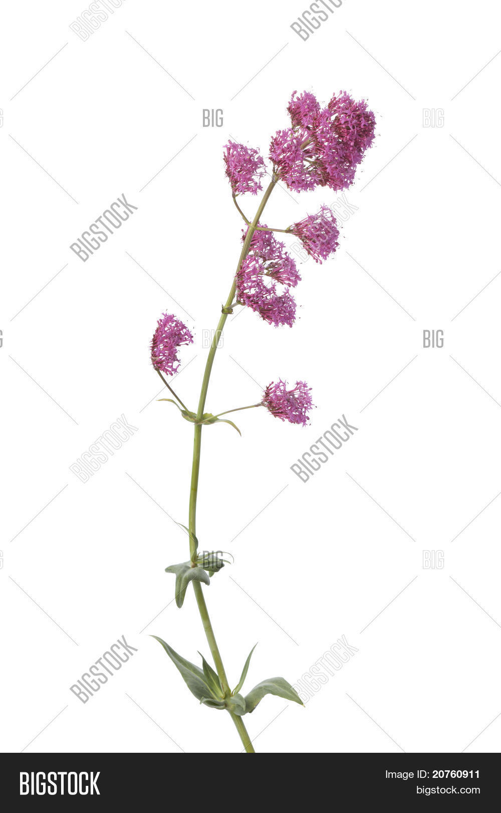 Blooming Red Valerian Image & Photo (Free Trial) | Bigstock