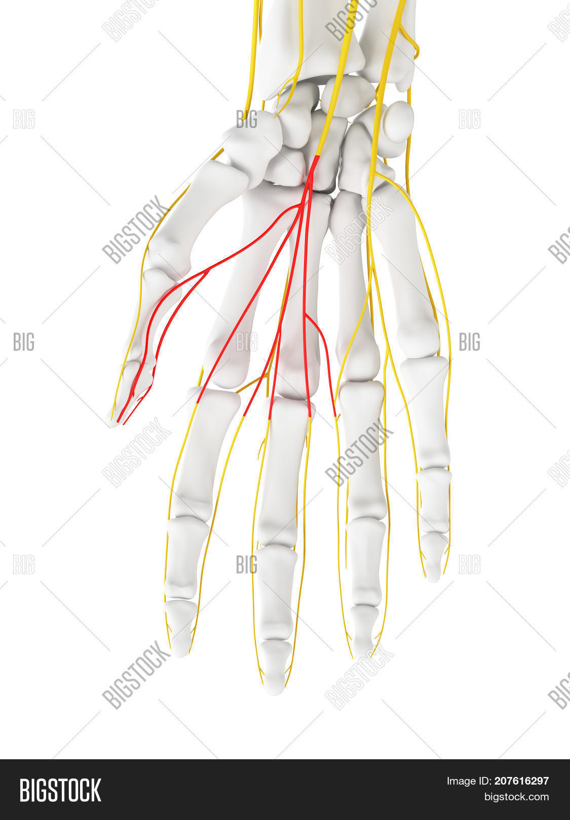 3d Rendered Medically Image & Photo (Free Trial) | Bigstock