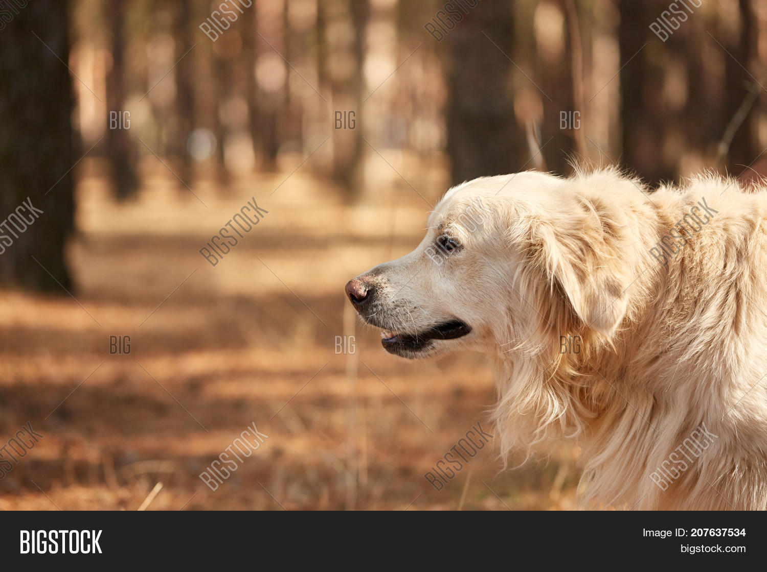 Dog Labrador Forest. Image & Photo (Free Trial) | Bigstock