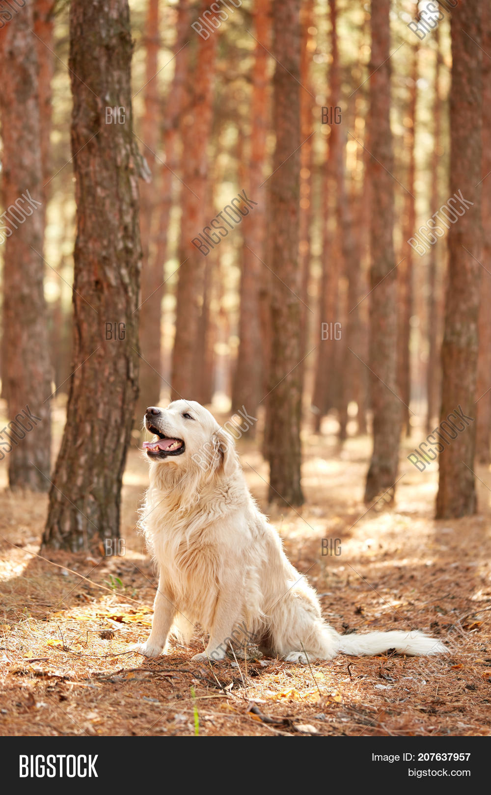 Dog Labrador Forest. Image & Photo (Free Trial) | Bigstock
