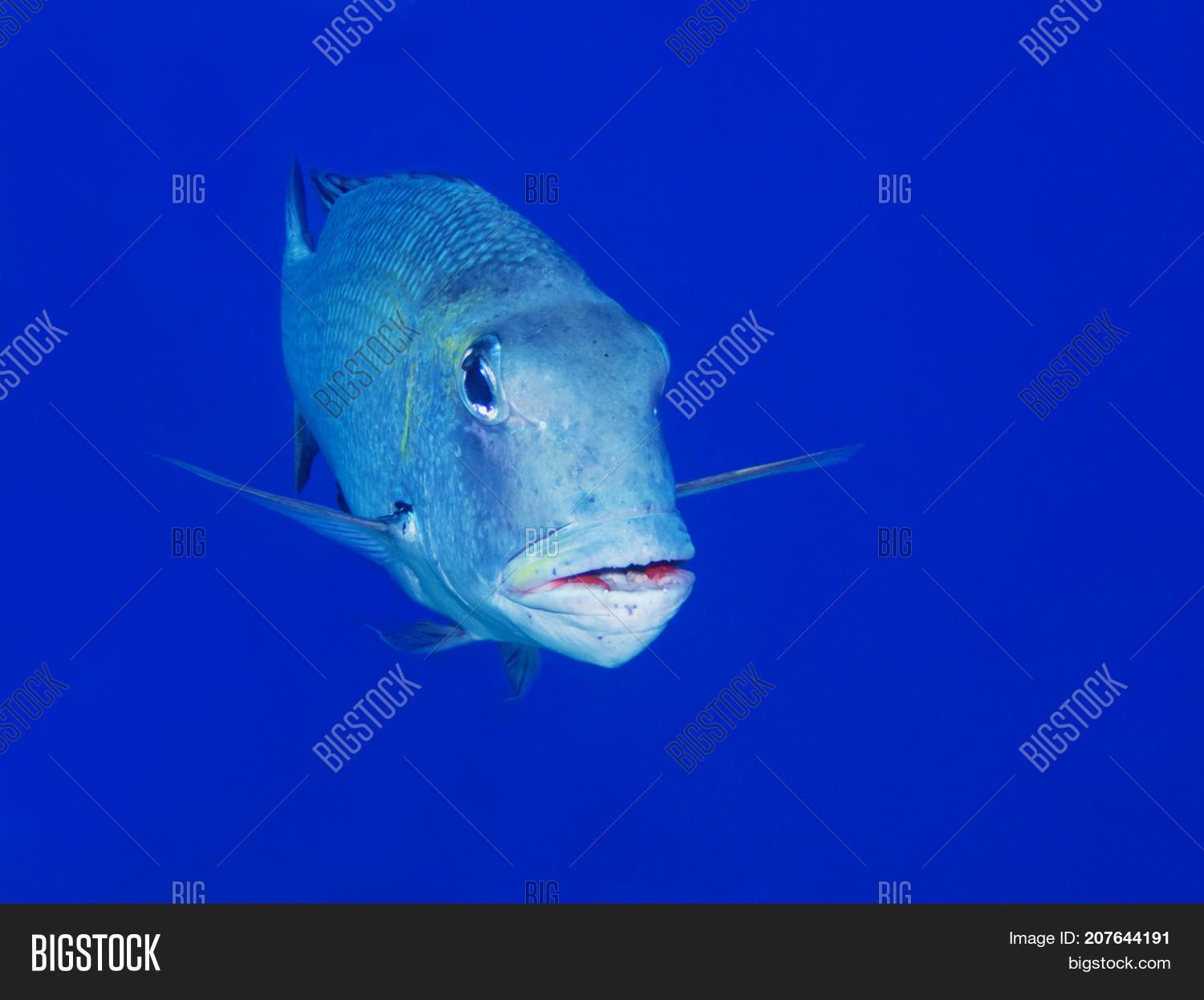 Trevally Caranx Fish Image & Photo (Free Trial) | Bigstock