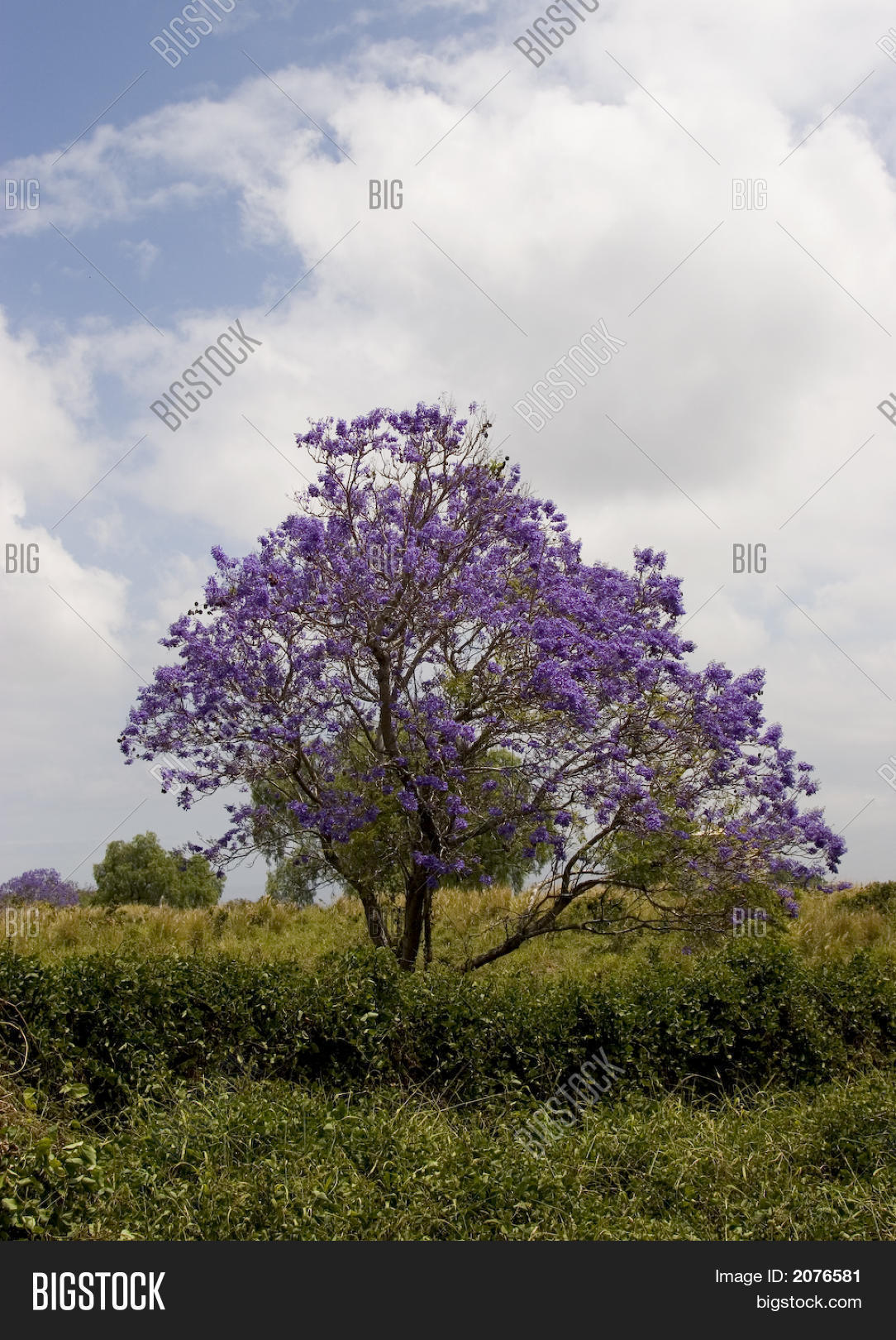 Hawaiin Jacaranda Tree Image & Photo (Free Trial) | Bigstock