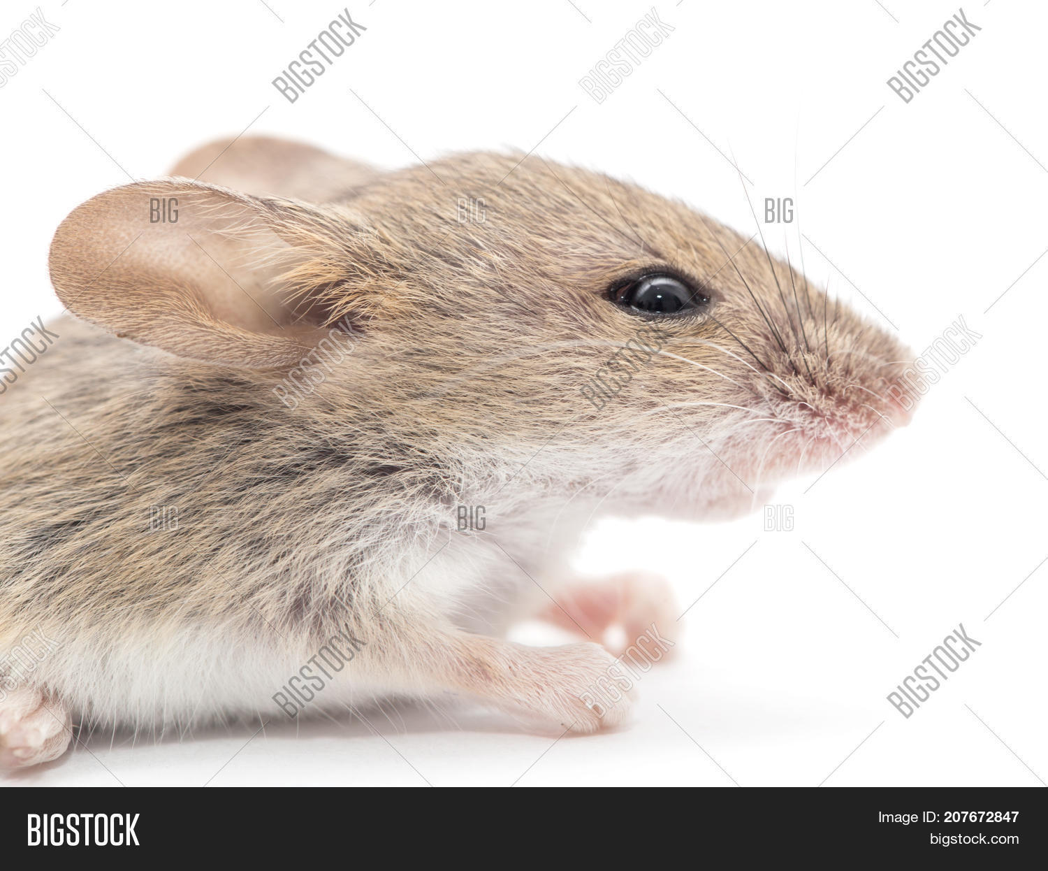 Mouse On White Image & Photo (Free Trial) | Bigstock
