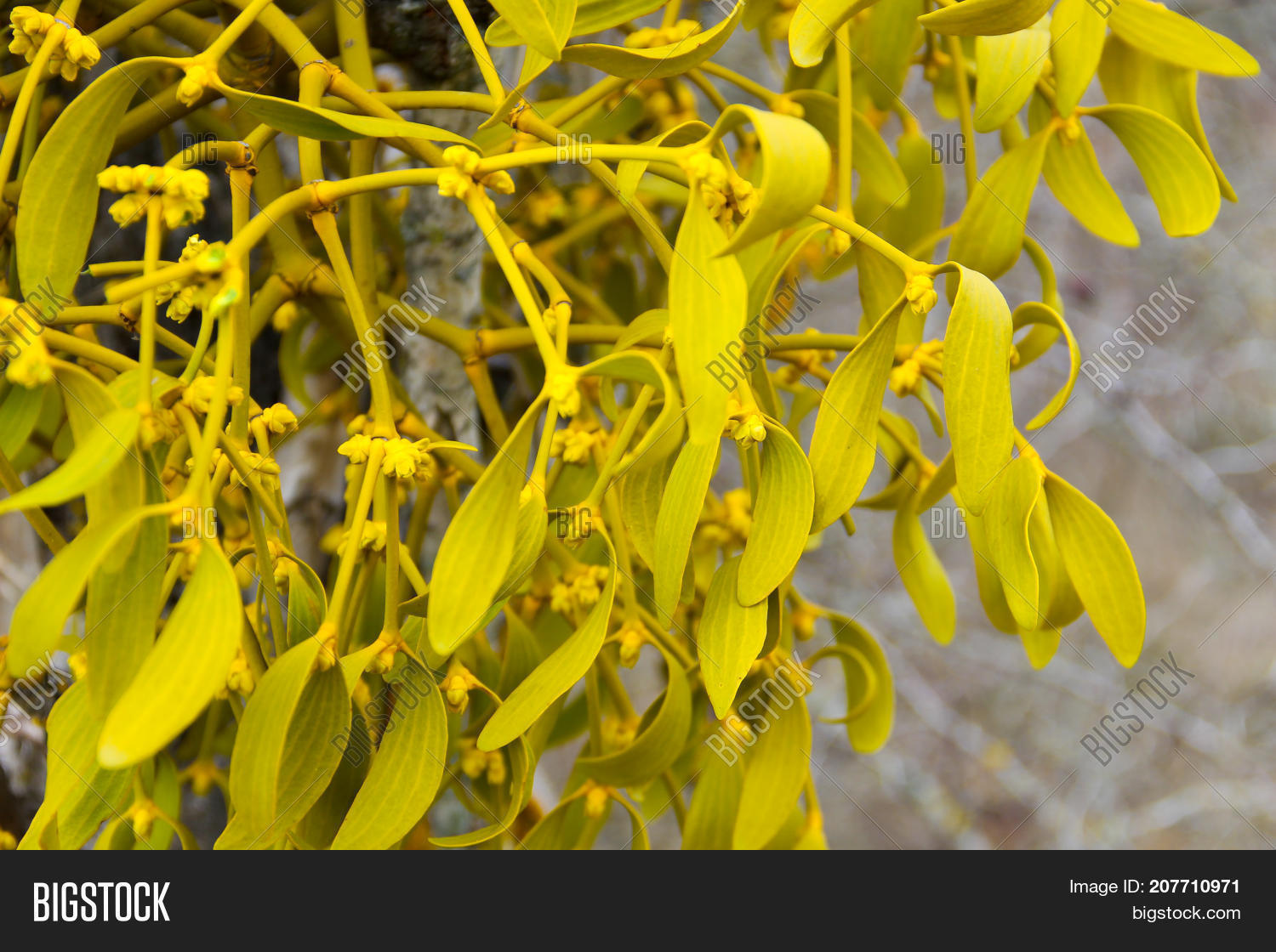 Close- Green Mistletoe Image & Photo (Free Trial) | Bigstock