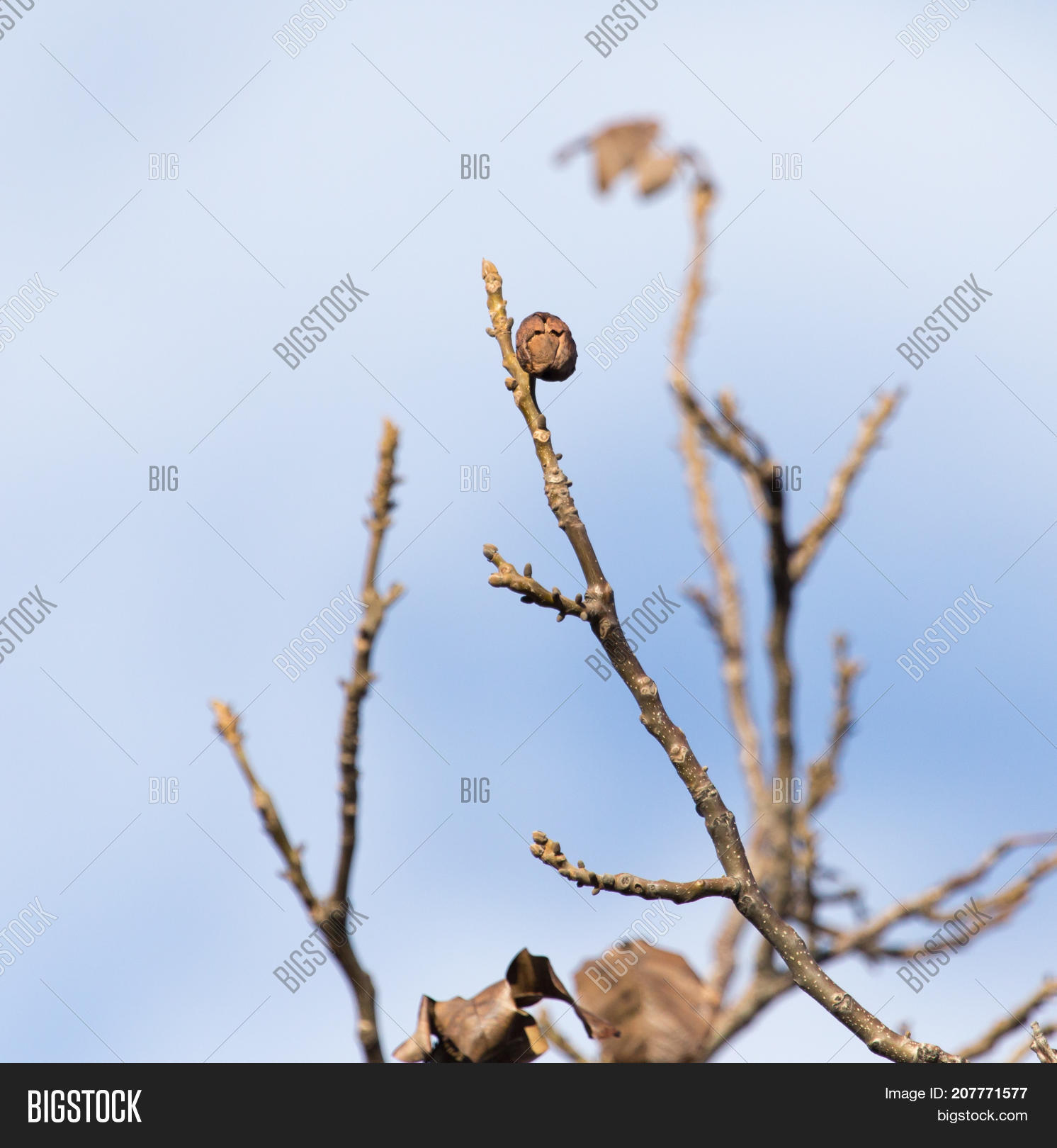 Walnut Tree Bare Image & Photo (Free Trial) | Bigstock