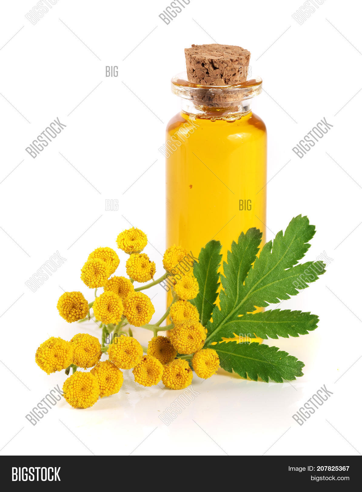 Essential Tansy Oil Image & Photo (Free Trial) | Bigstock