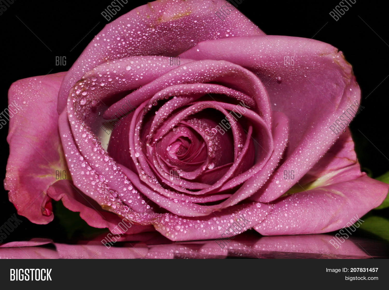 Close Rose Flowers Image & Photo (Free Trial) | Bigstock