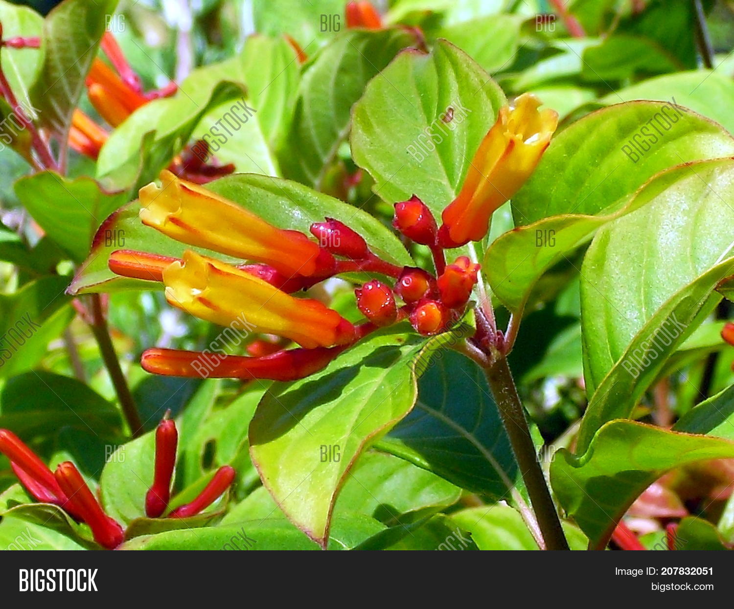 Champ Flower, 2016. Image & Photo (Free Trial) | Bigstock