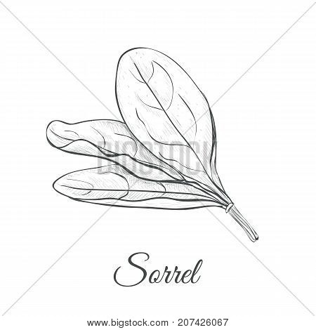Sorrel Hand Drawing Vector & Photo (Free Trial) | Bigstock