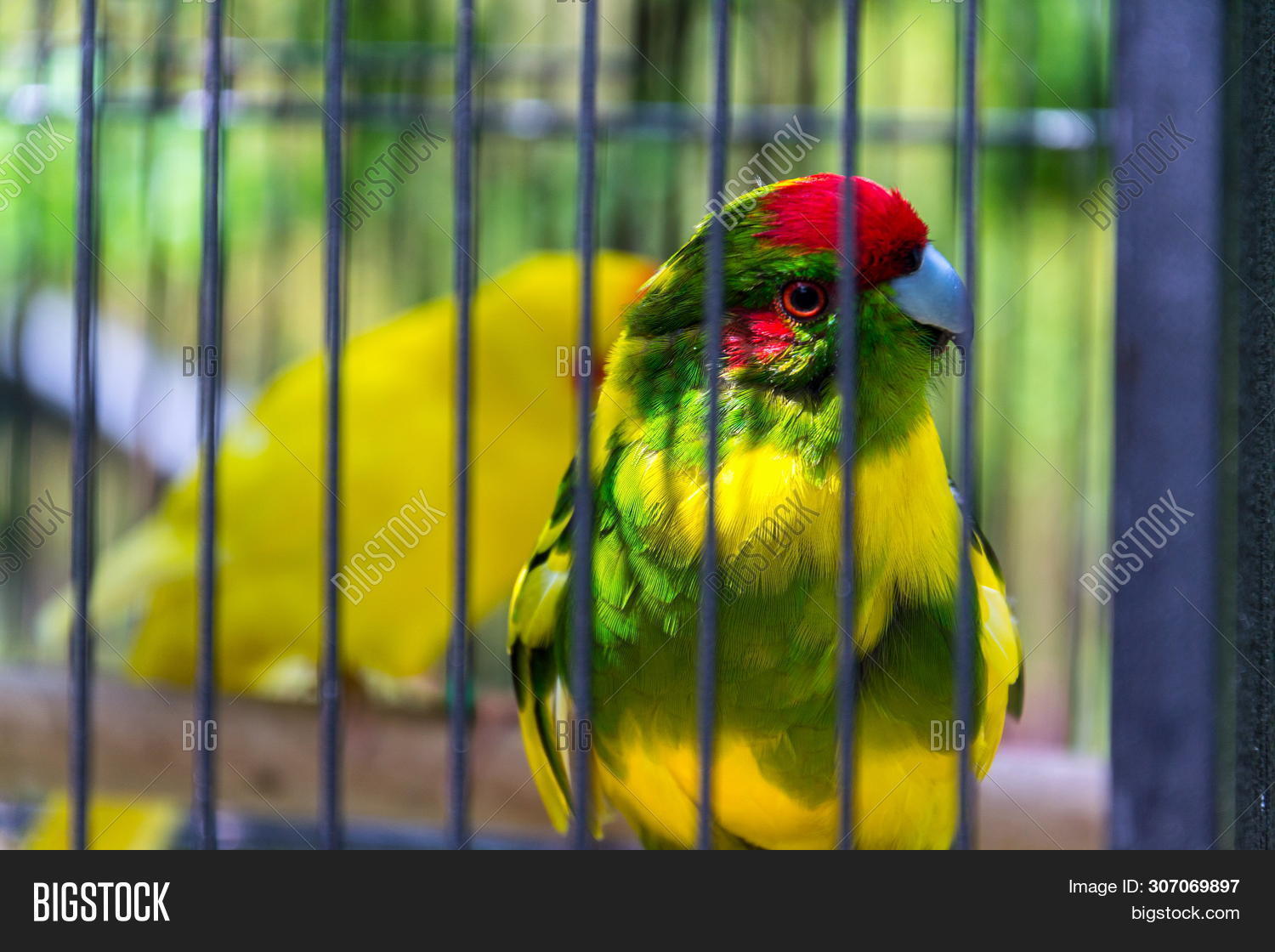 Red-crowned Parakeet Image & Photo (Free Trial) | Bigstock