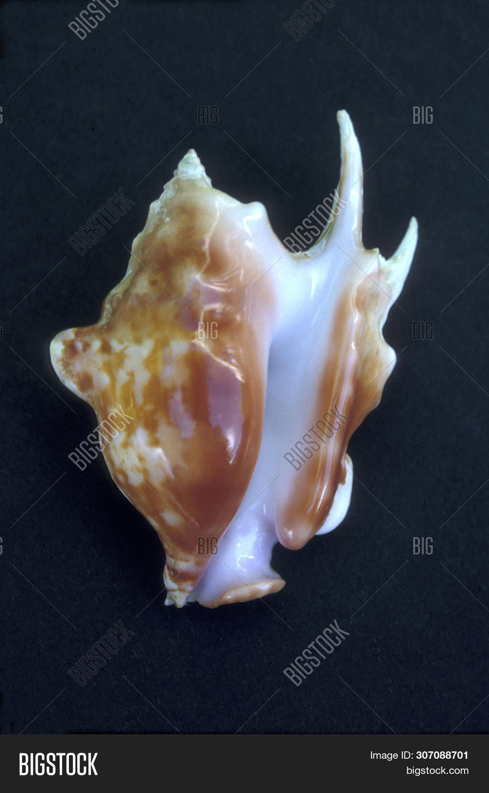Bull Conch, Member Image & Photo (Free Trial) | Bigstock