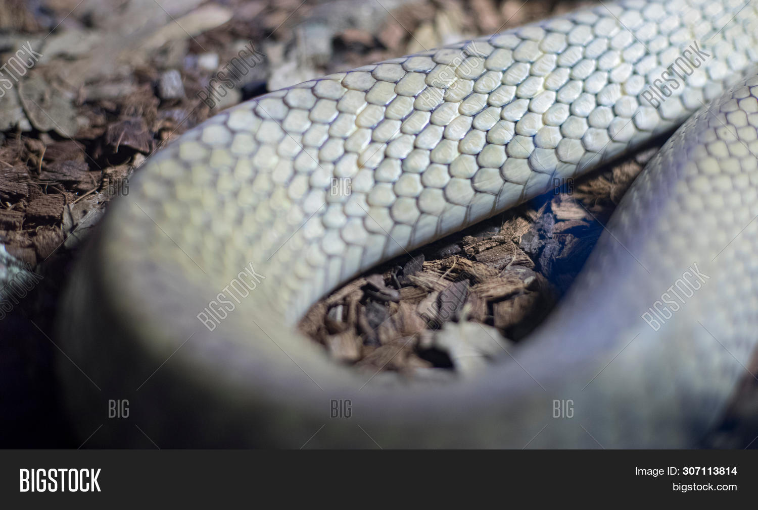 Predator, Texture Skin Image & Photo (Free Trial) | Bigstock