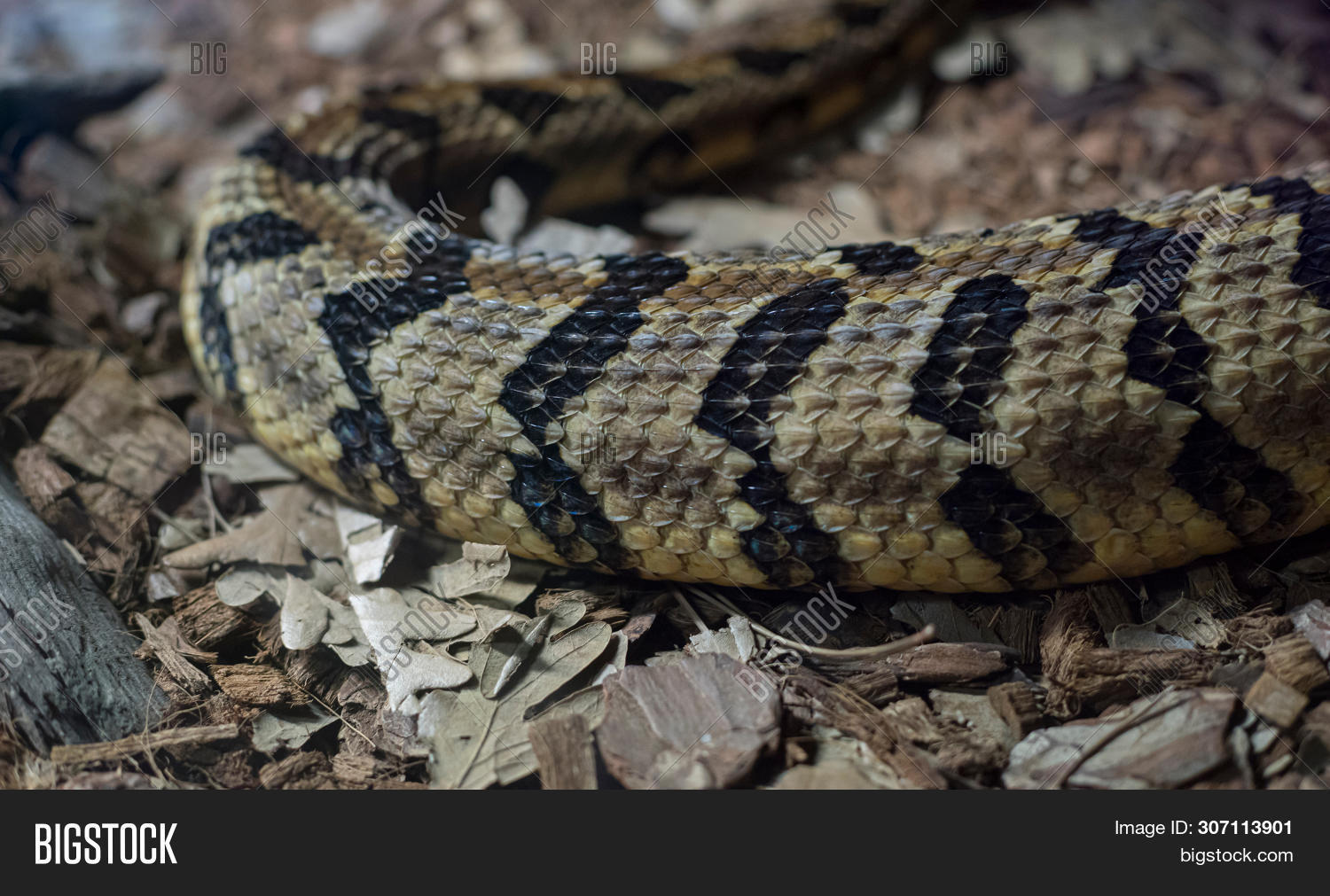 Texture Skin Snake, Image & Photo (Free Trial) | Bigstock